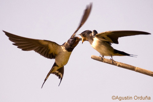 Golondrina volando - Imagui